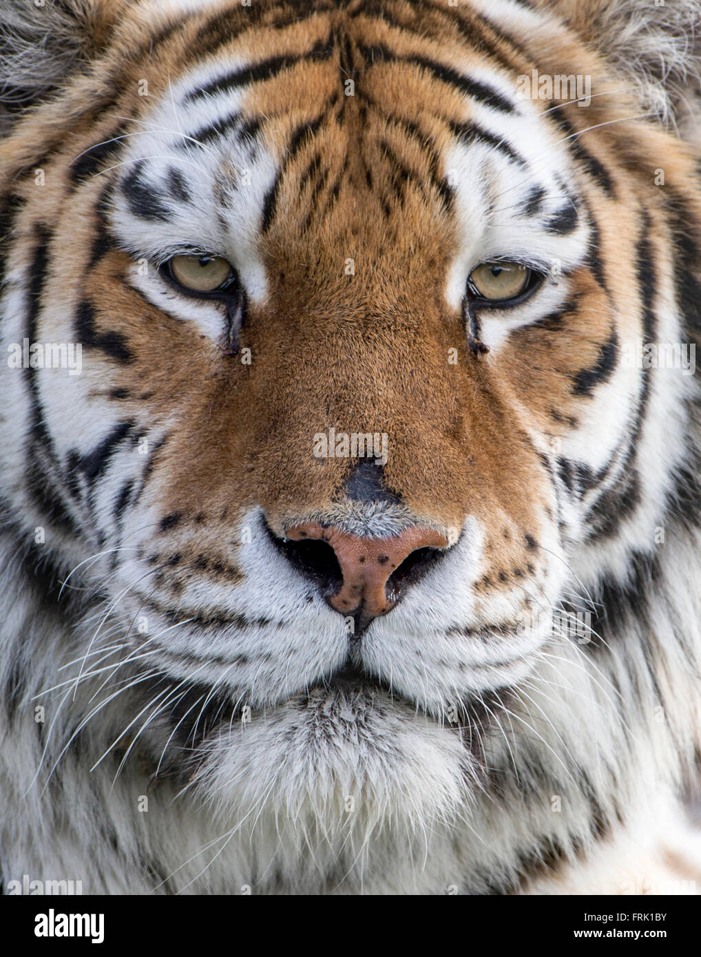 Female Amur (Siberian) tiger (extreme close-up Stock Photo - Alamy