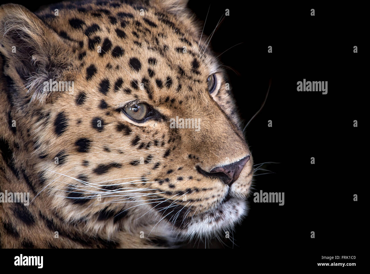 Male Amur leopard (profile against a black background Stock Photo - Alamy