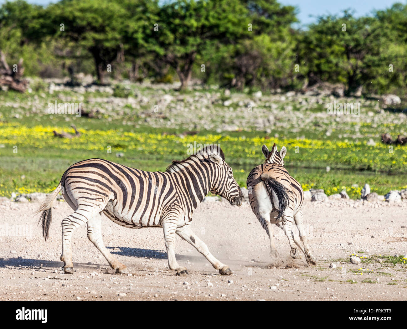 Animal chasing zebra hi-res stock photography and images - Alamy