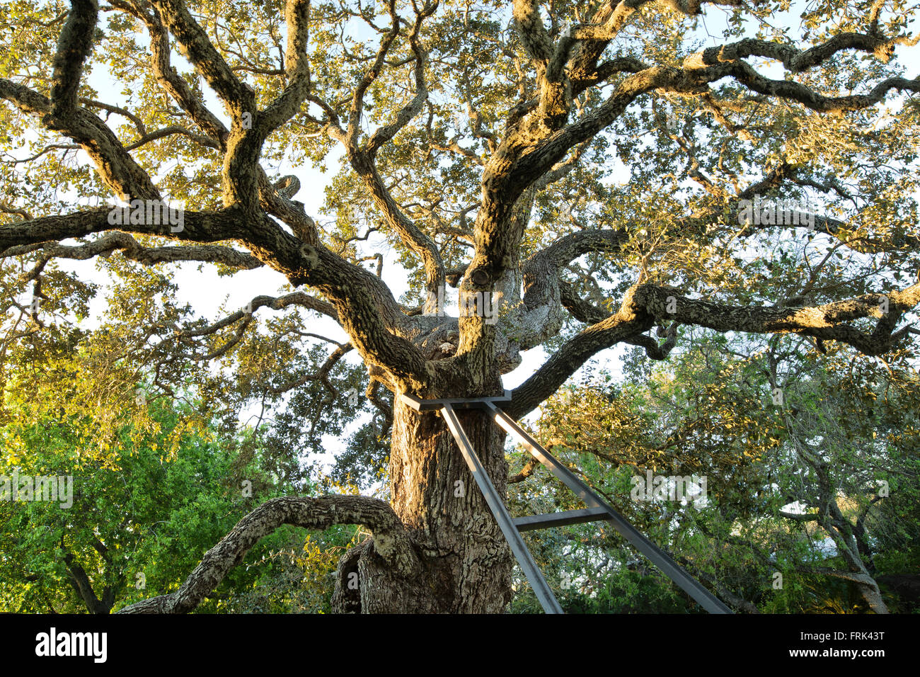 Coast live oak bark hi-res stock photography and images - Alamy