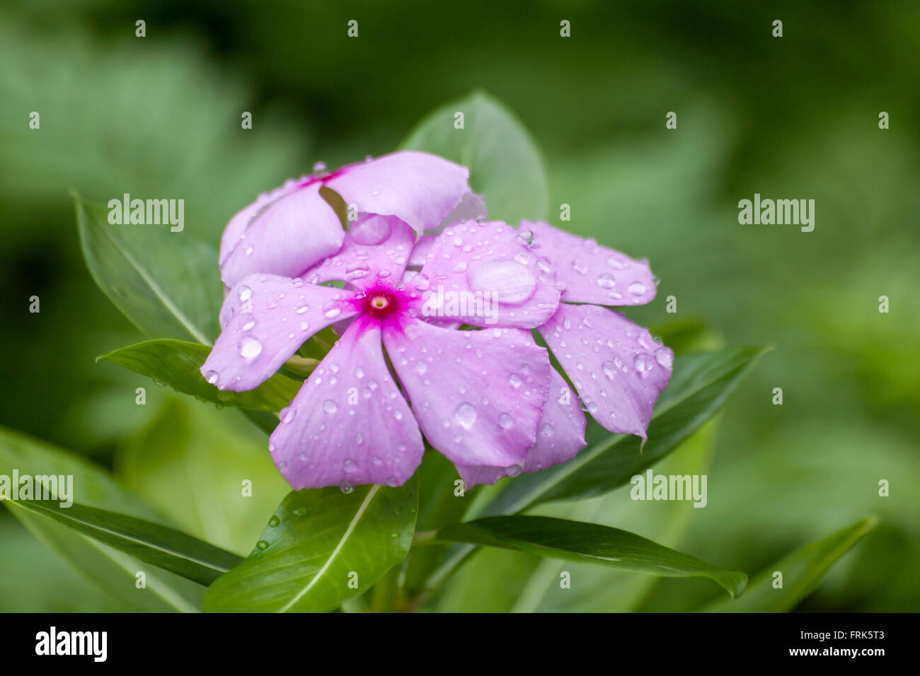 Periwinkle flower hi-res stock photography and images - Alamy