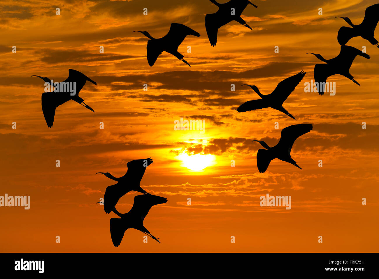 Flock Birds Silhouette Migrate High Resolution Stock Photography and ...