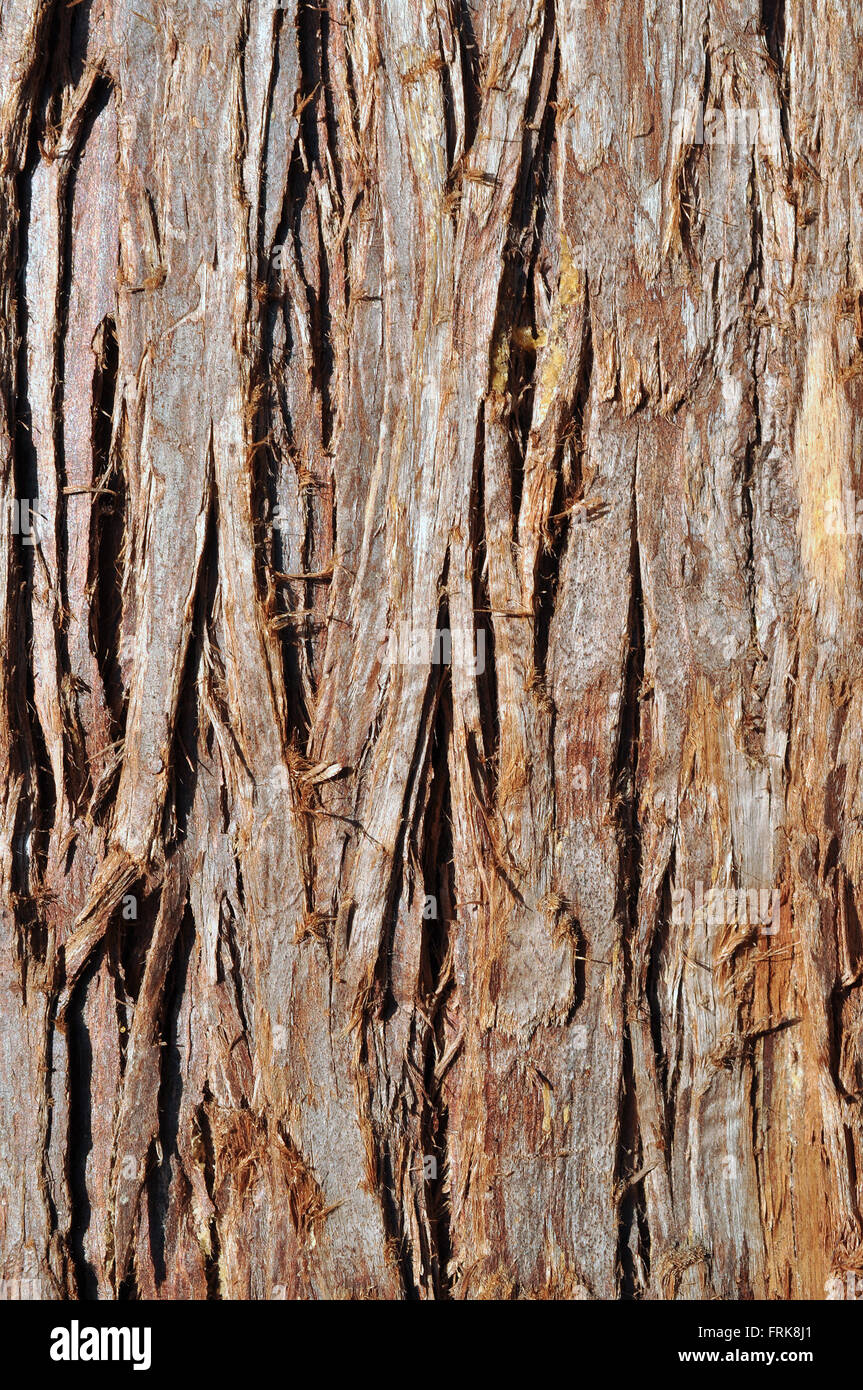 Close up tree pattern and texture Stock Photo - Alamy