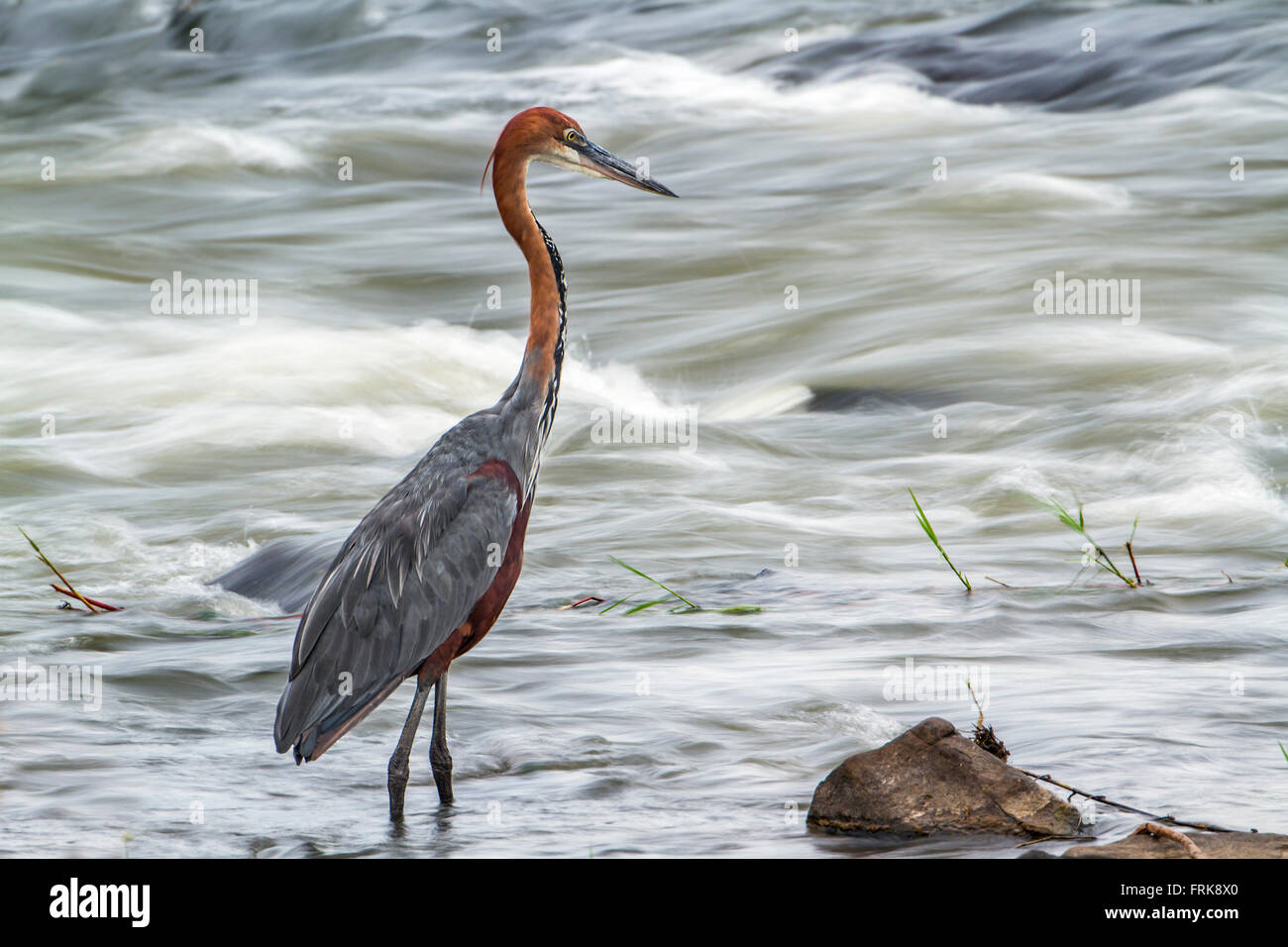 Goliath heron in Kruger national park, South Africa ; Specie Ardea ...