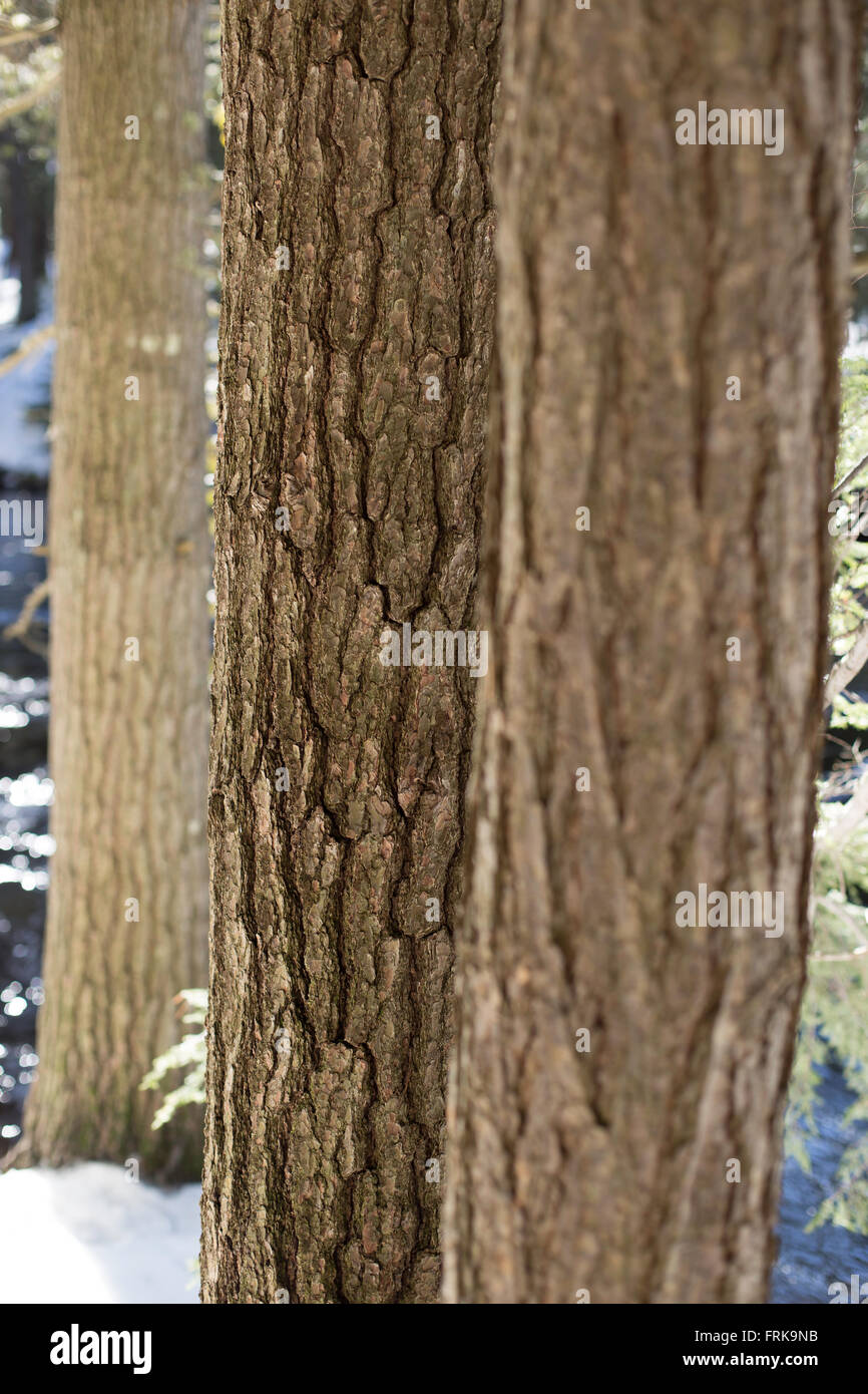 Three tree trunks Stock Photo - Alamy
