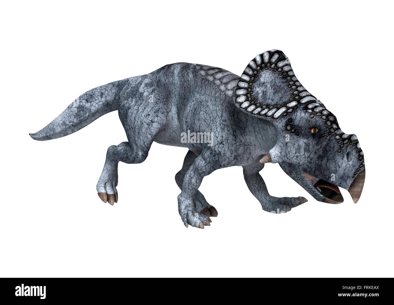 Digital render of a dinosaur protoceratops isolated on white background ...