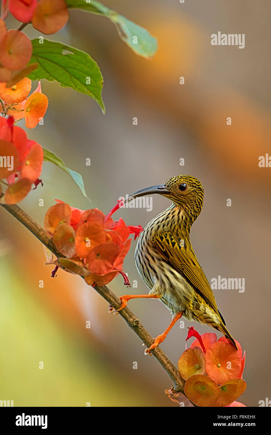 Sunbird feeding hi-res stock photography and images - Alamy