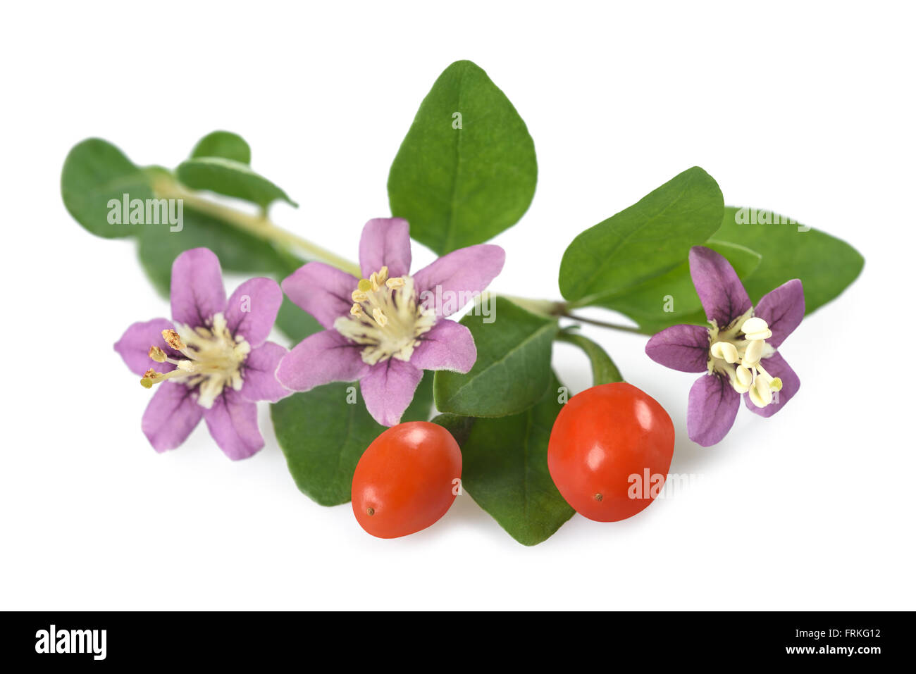 Berry berries shrub Cut Out Stock Images & Pictures - Alamy