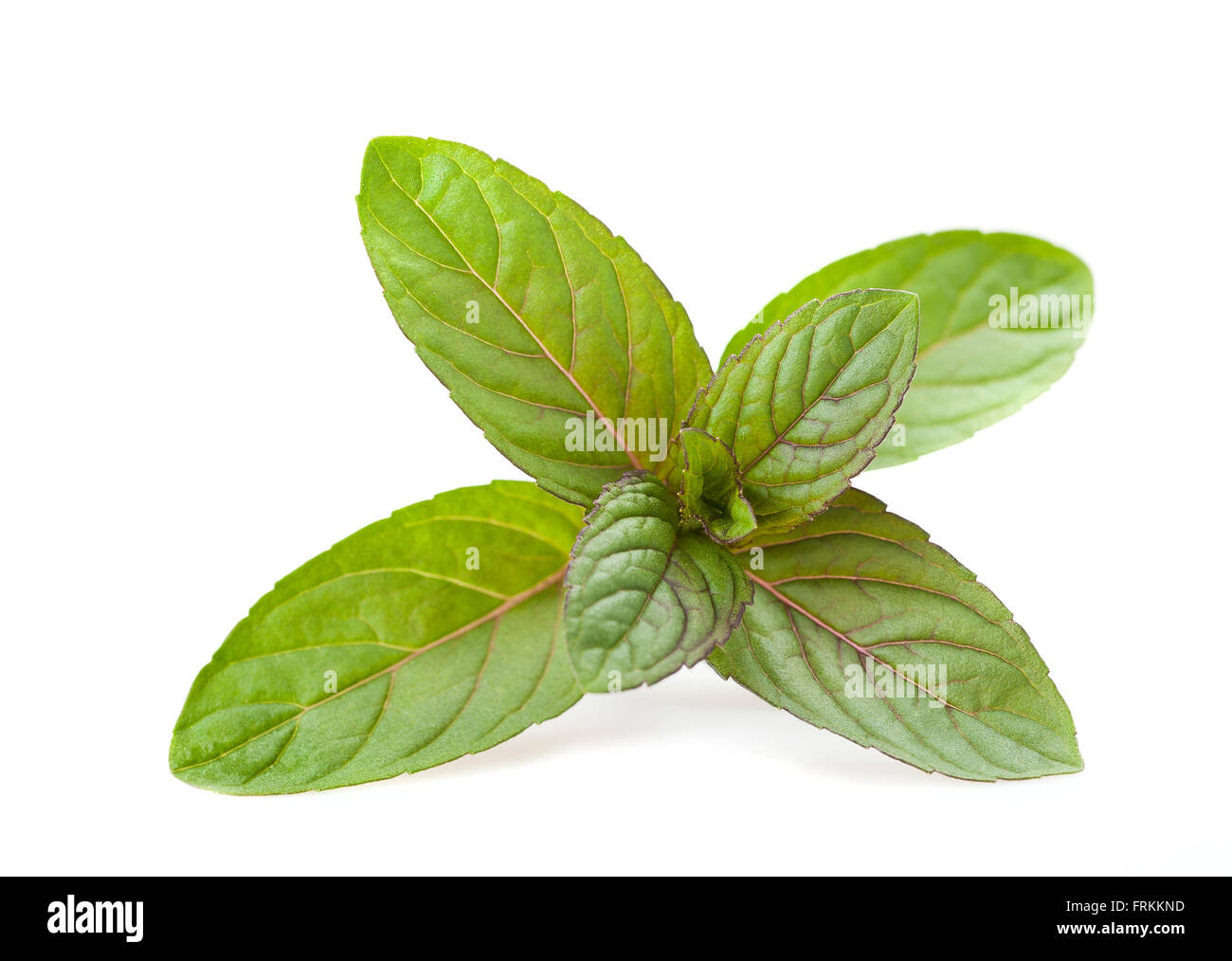 Peppermint leaves isolated on white background Stock Photo - Alamy