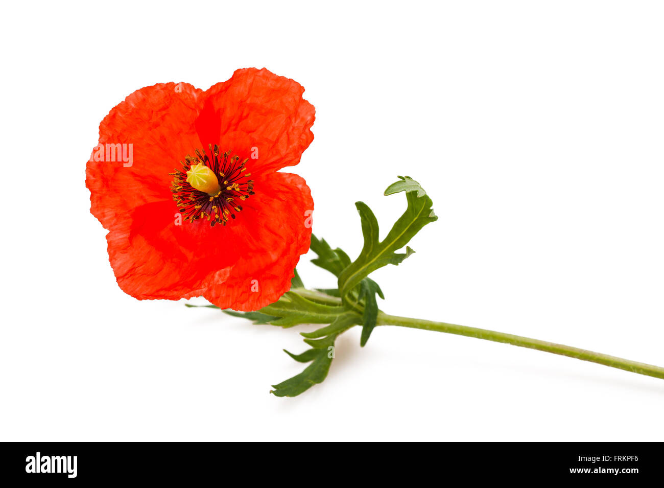 Poppy hi-res stock photography and images - Alamy