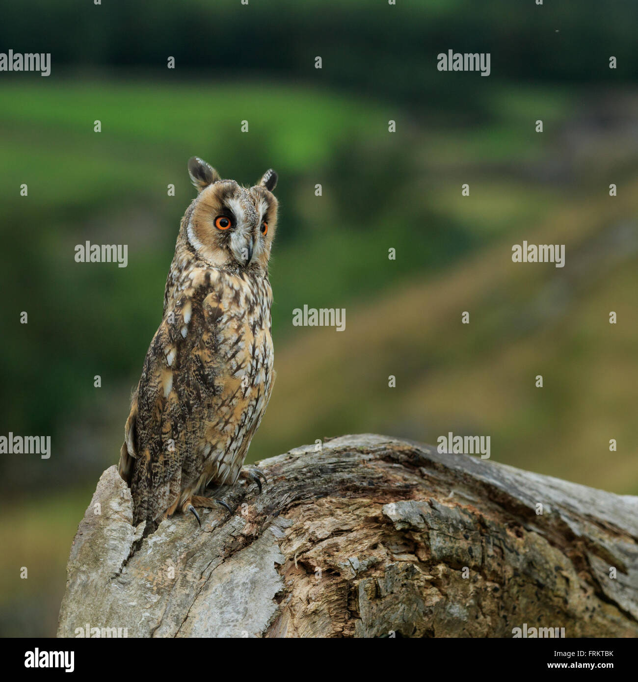Owl yorkshire moors hi-res stock photography and images - Alamy