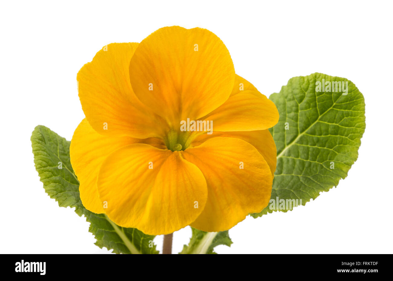 yellow primrose with leaves isolated on white background Stock Photo ...