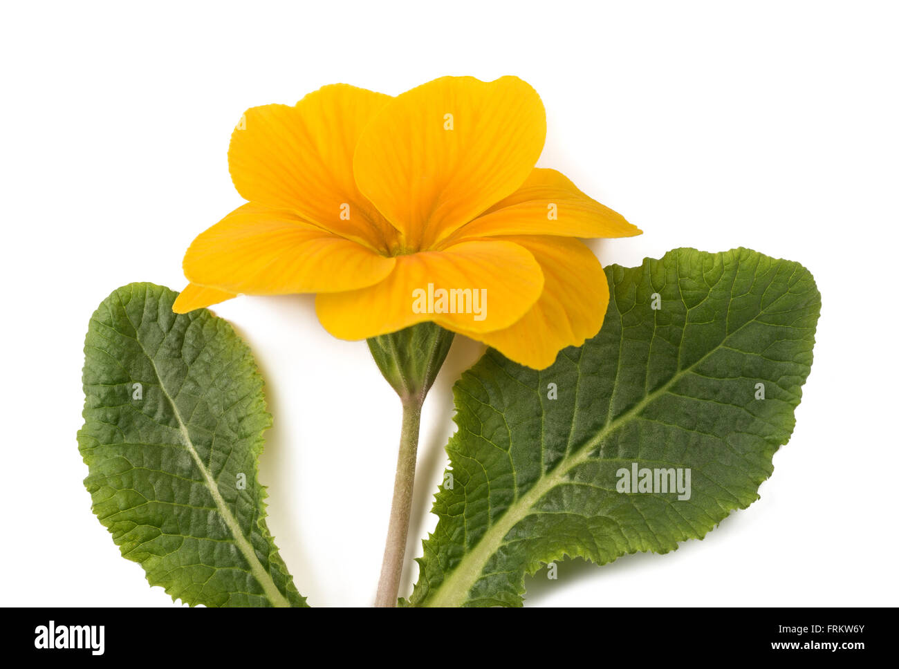 yellow primrose with leaves isolated on white background Stock Photo ...