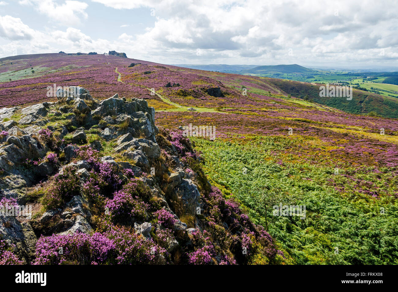 Shepherd's Rock on the Stiperstones Ridge, Shropshire, England, UK. The ...