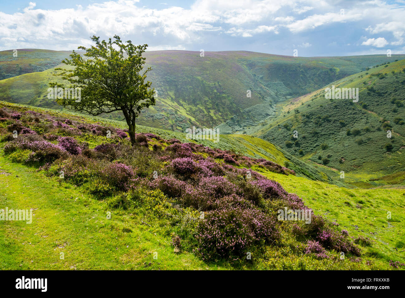 On the Little Stretton track above Callow Hollow, on the Long Mynd ...