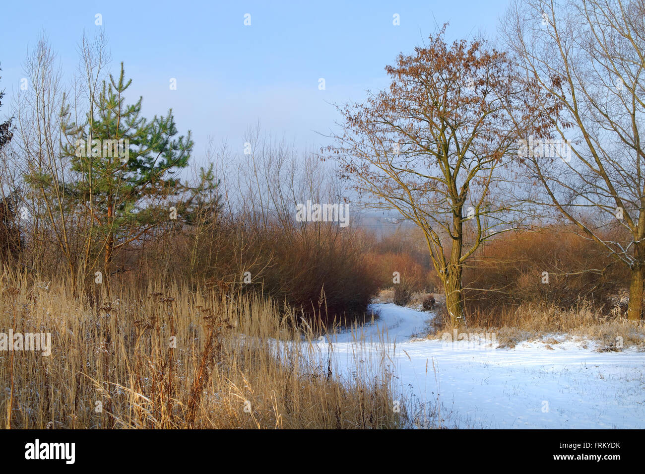 Single green tree snow blue sky hi-res stock photography and images - Alamy