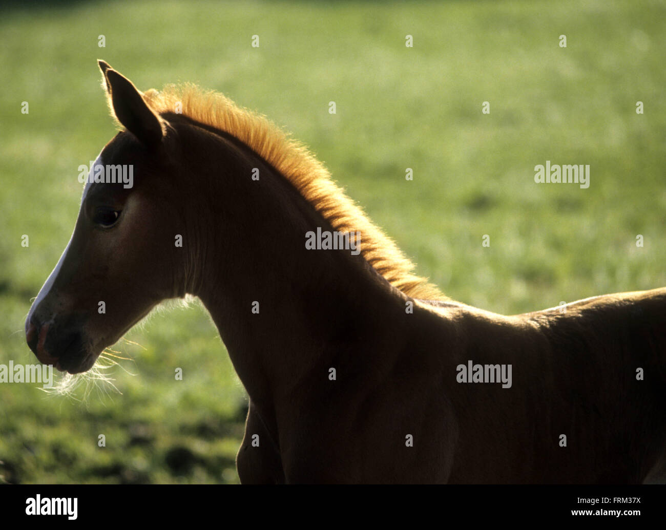 Back mane hi-res stock photography and images - Alamy