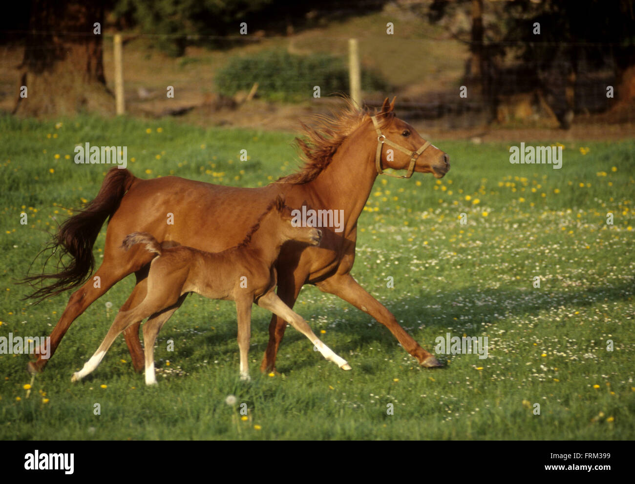 Arabian foal and mare running in perfect harmony Stock Photo - Alamy