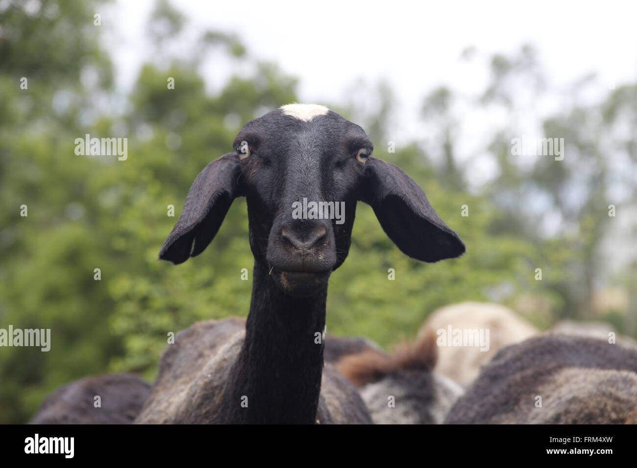 A Goat staring Stock Photo - Alamy