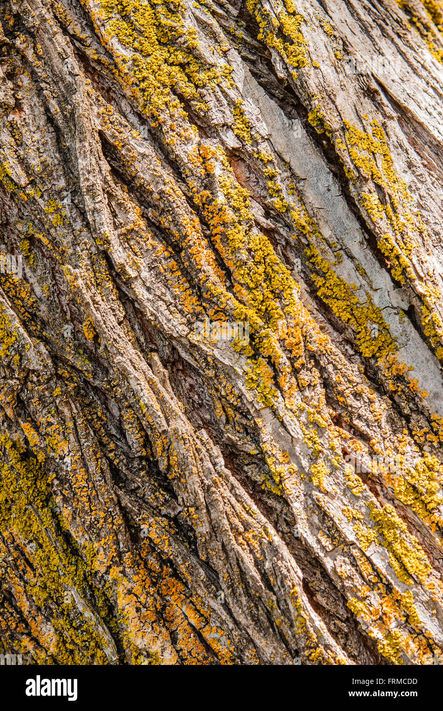 Tree bark texture pattern hi-res stock photography and images - Alamy