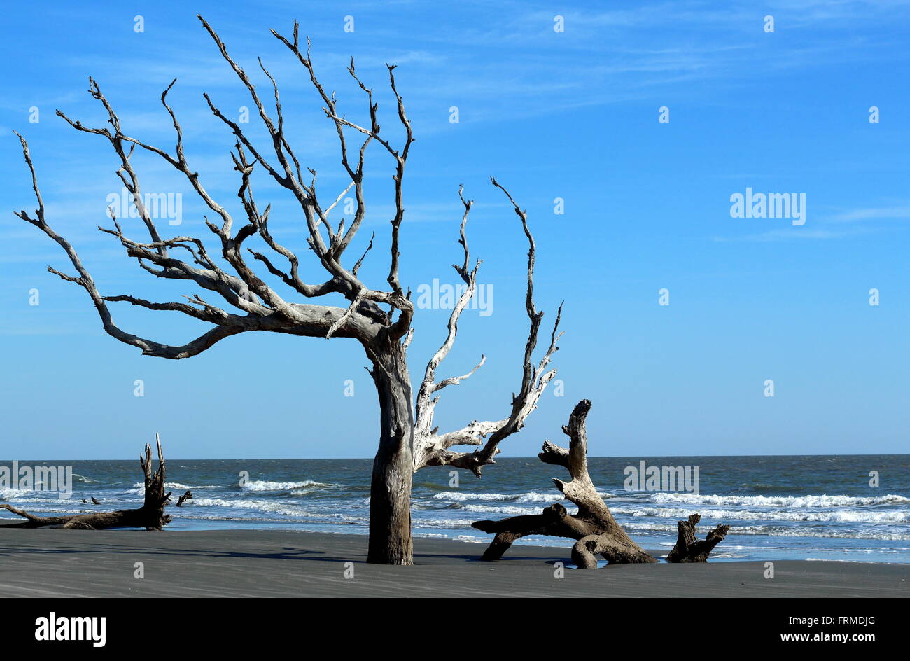Unique Tree on Beach Stock Photo - Alamy