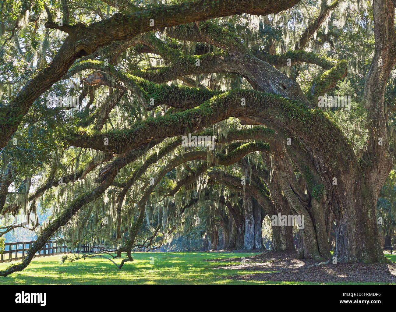 Large oak trees on a plantation house in South Carolina Stock Photo - Alamy