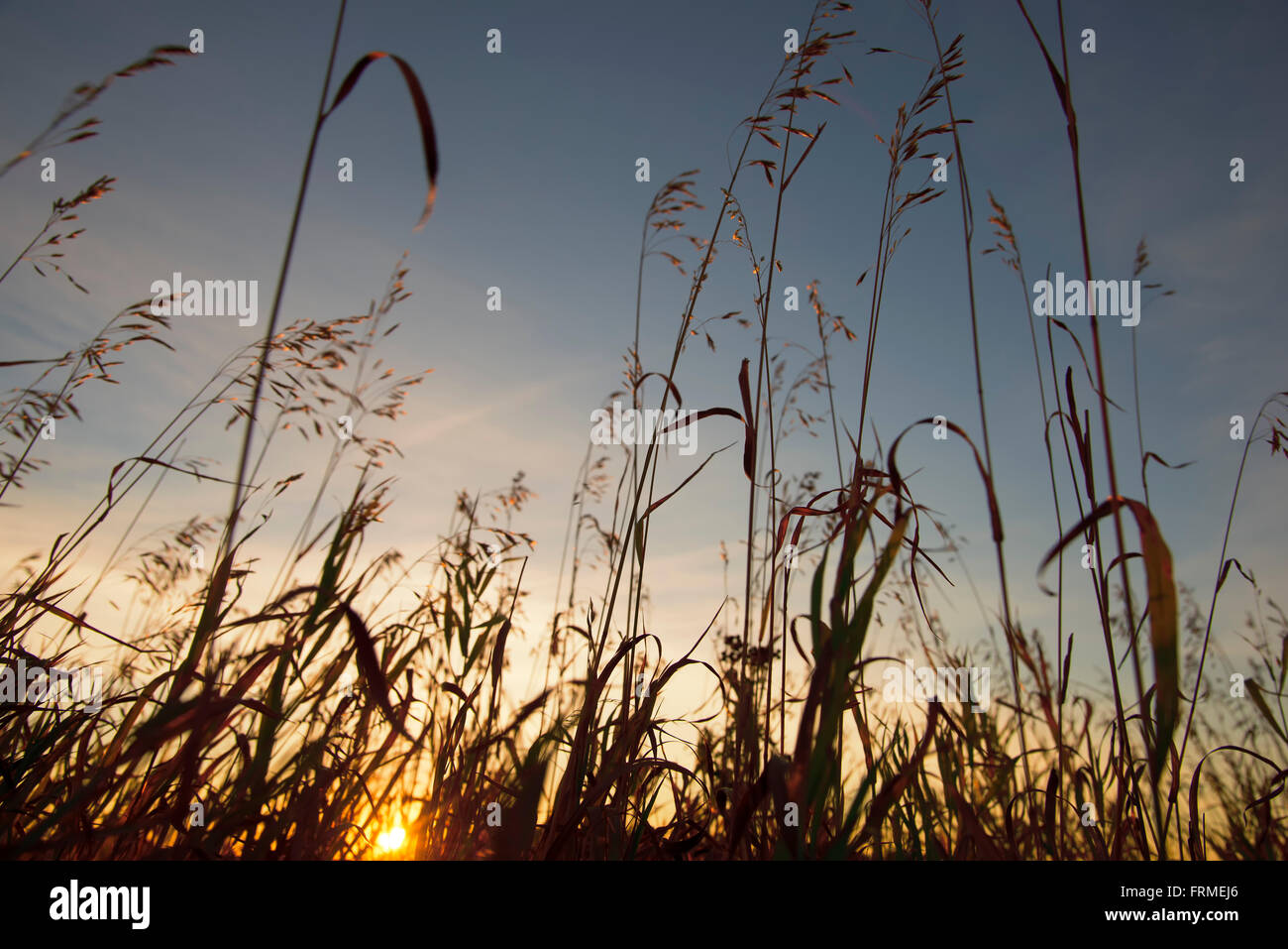 Close up with sunset background hi-res stock photography and images - Alamy