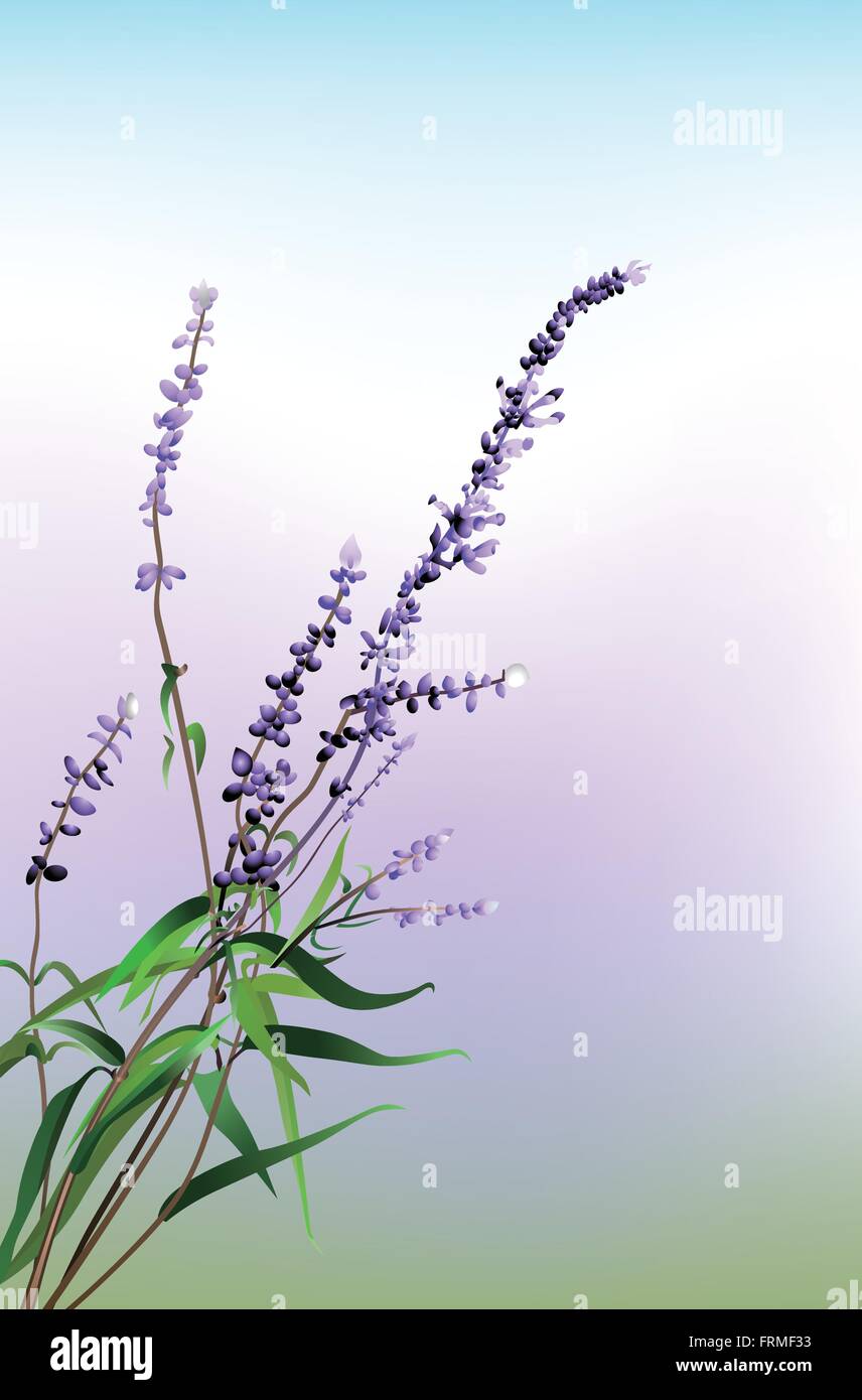 Lavender herbal flowers Stock Vector Images - Alamy