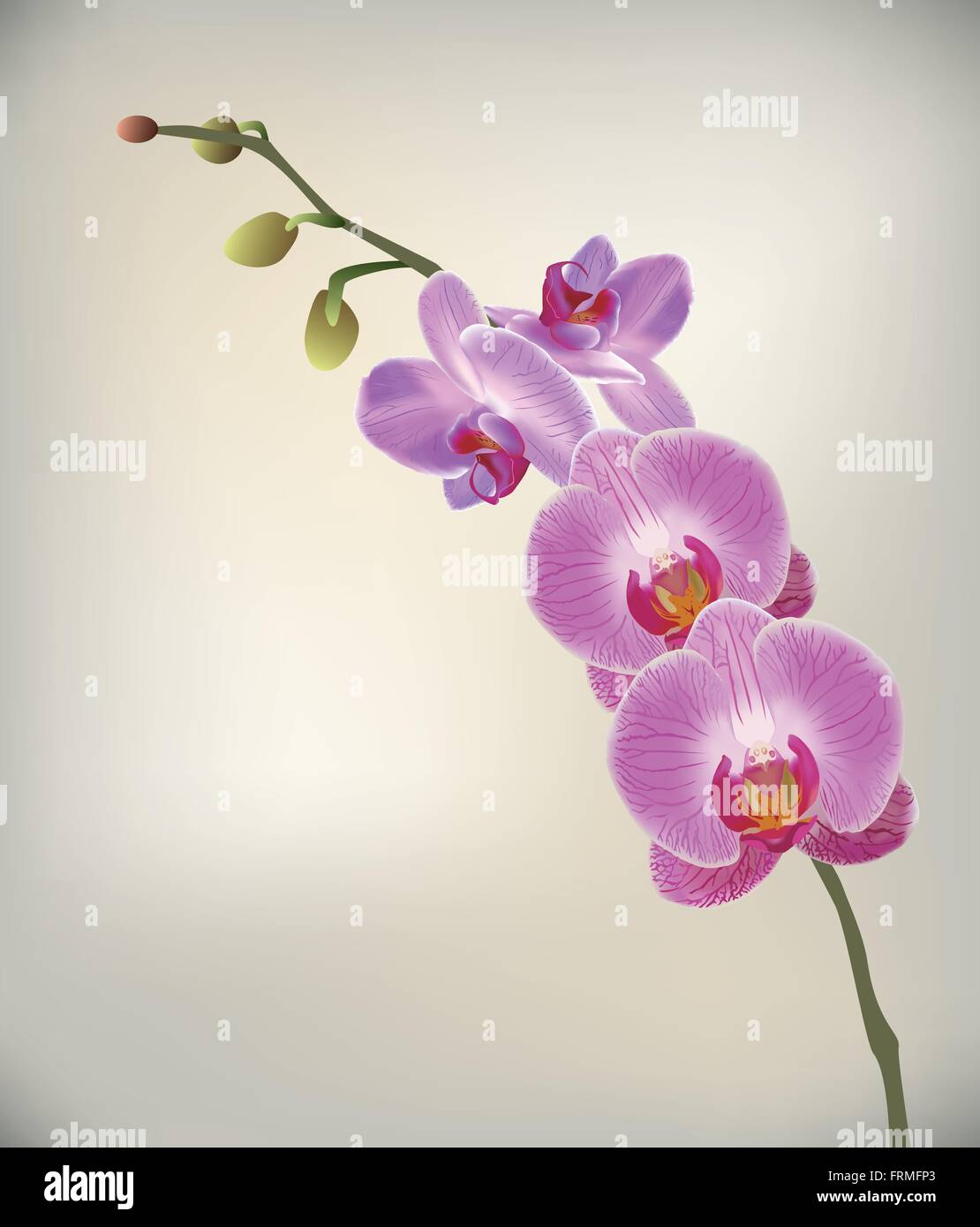 Japanese orchid Stock Vector Images - Alamy