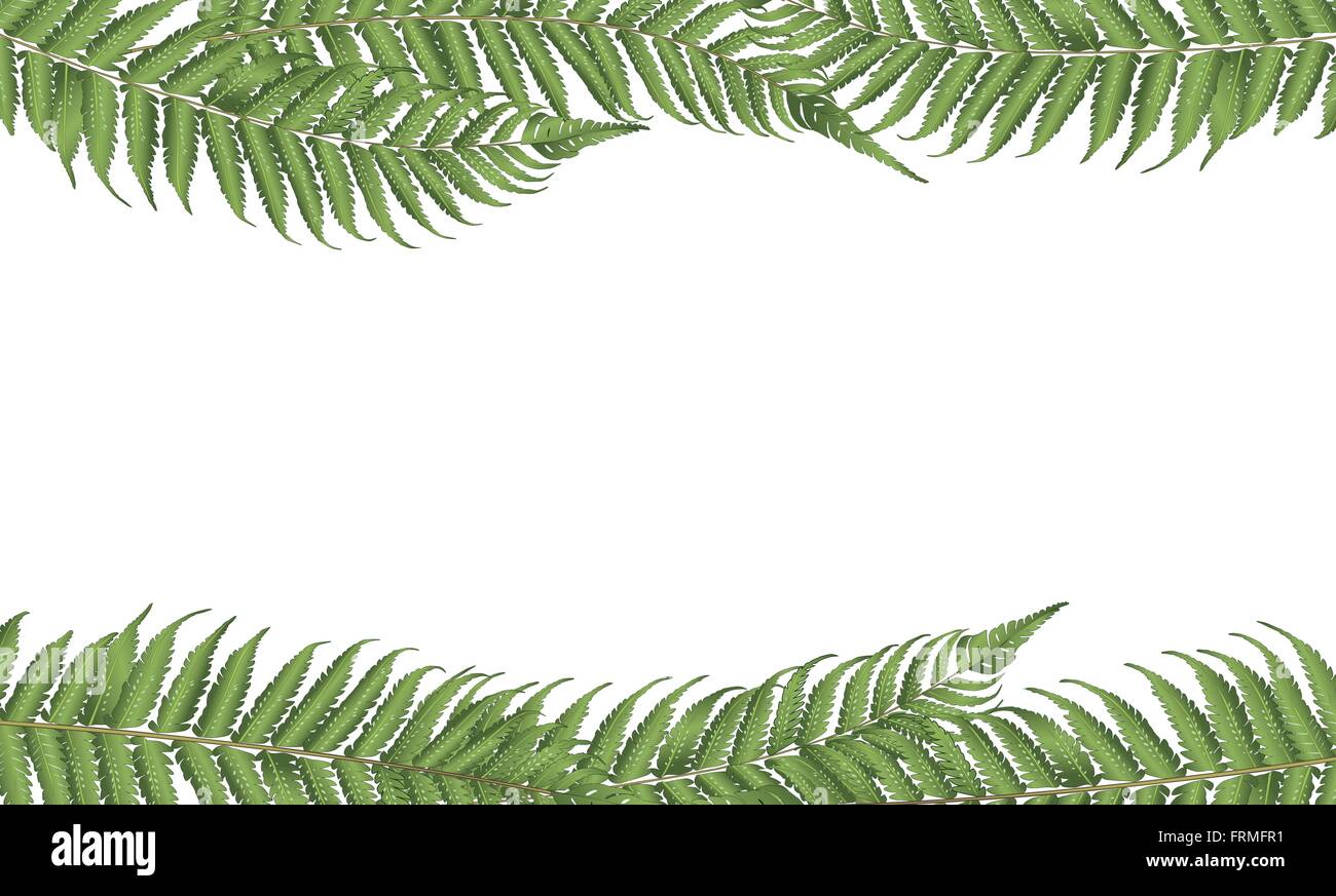 New zealand exotic tree Stock Vector Images - Alamy