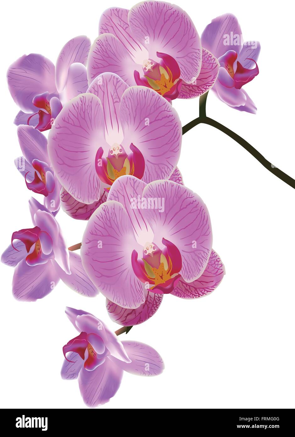 Japanese orchid Stock Vector Images - Alamy