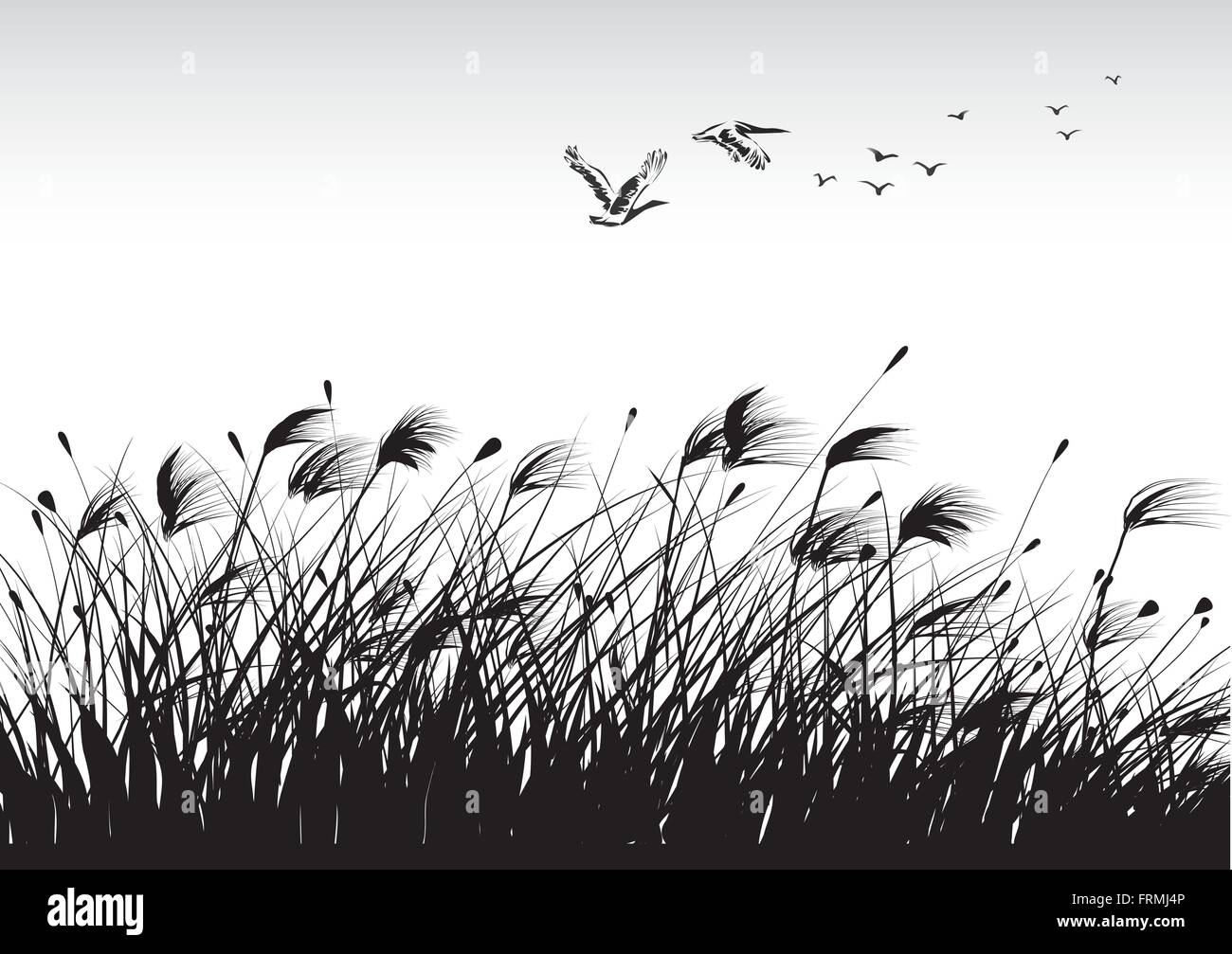 China reed Stock Vector Images - Alamy