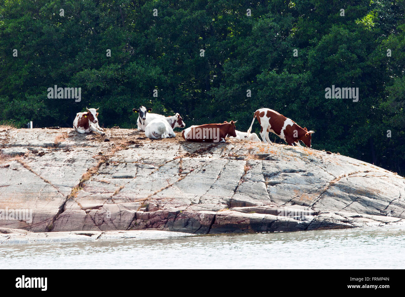 Cattle on a cliff Stock Photo - Alamy