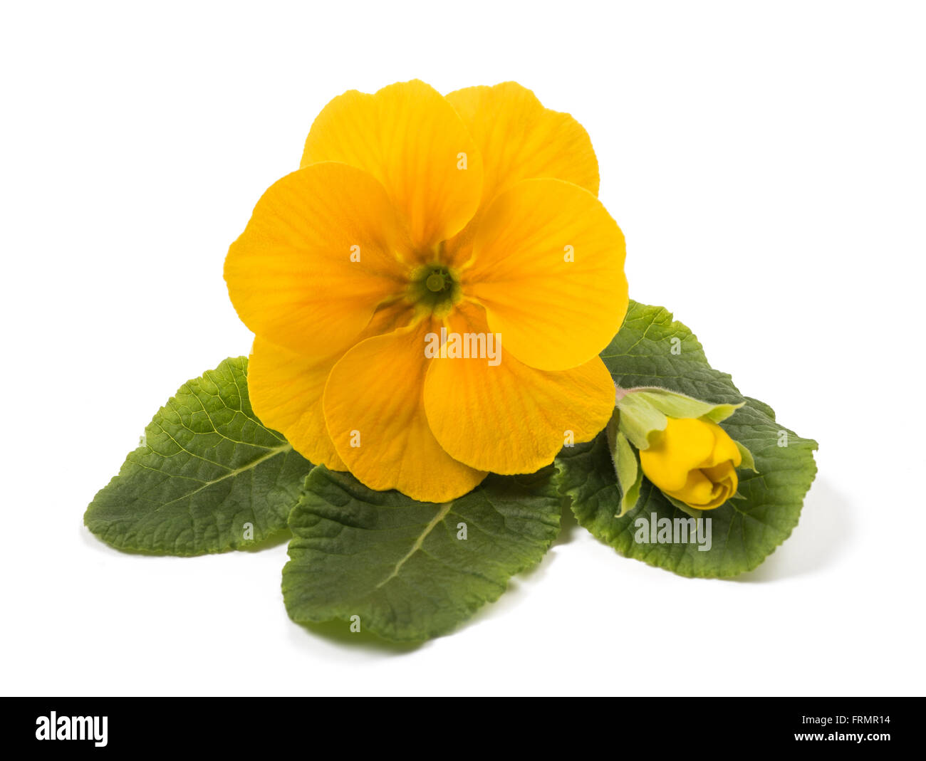Primula cowslip primrose white flower hi-res stock photography and ...