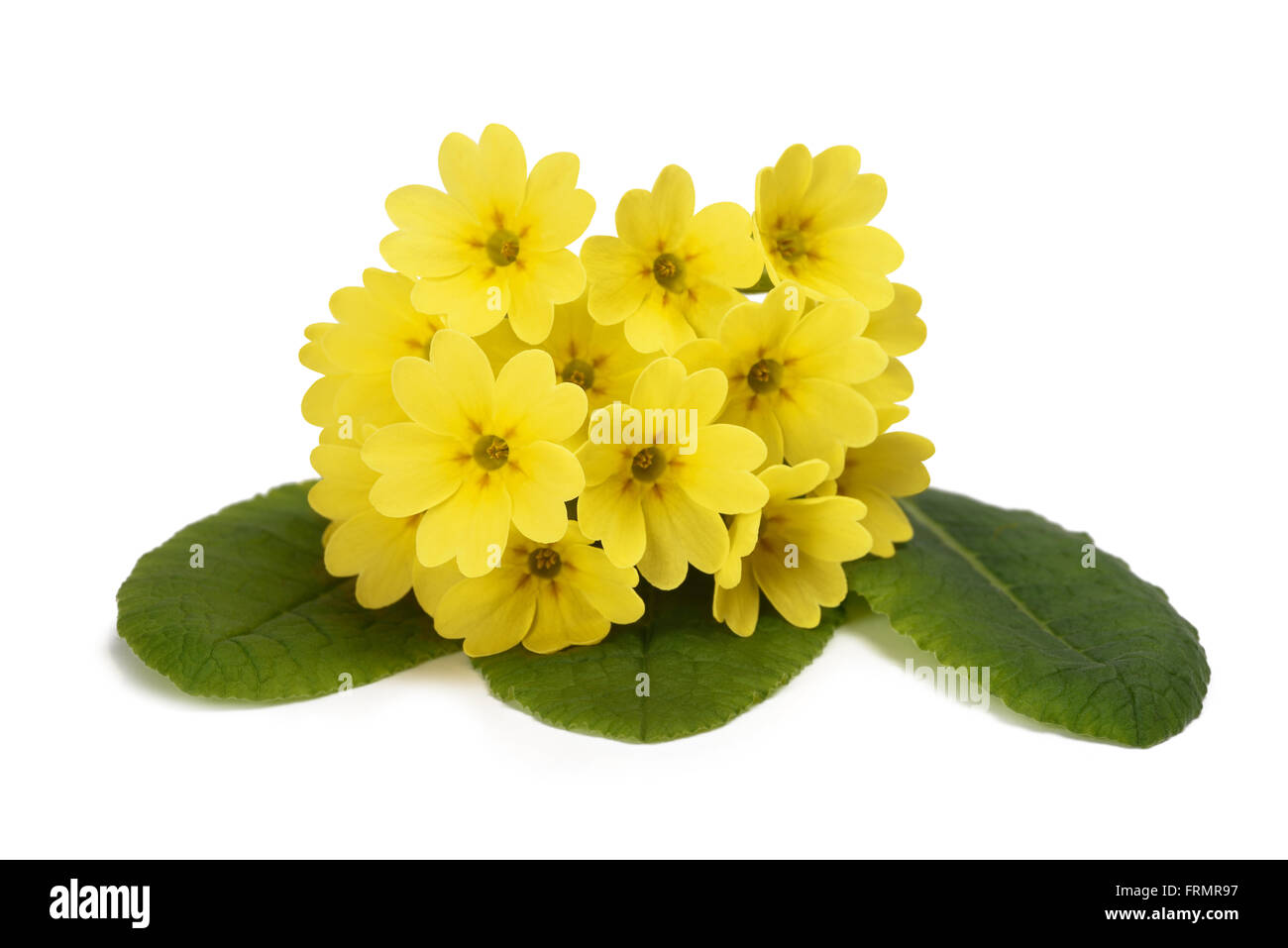 Primrose flowers isolated on white background. Primula veris Stock ...