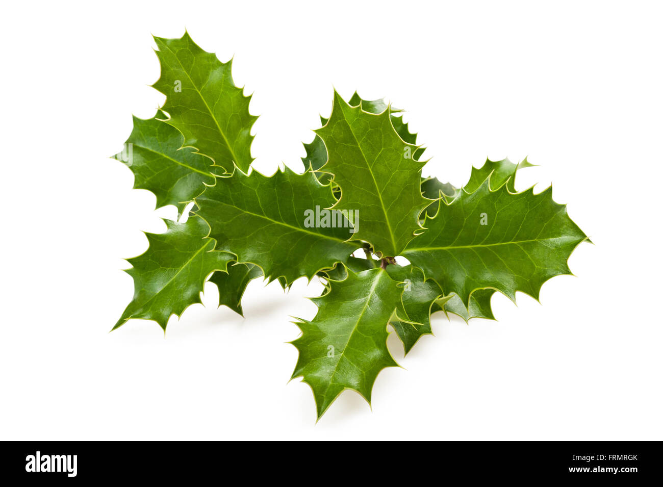 Common holly isolated Cut Out Stock Images & Pictures - Alamy