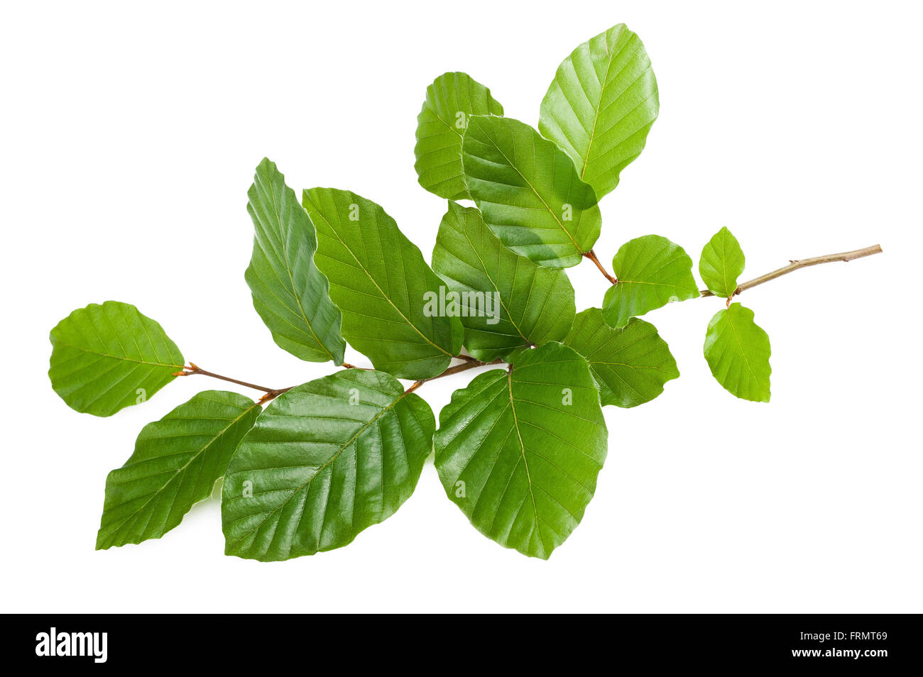Bunch fall leaves isolated on hi-res stock photography and images - Alamy