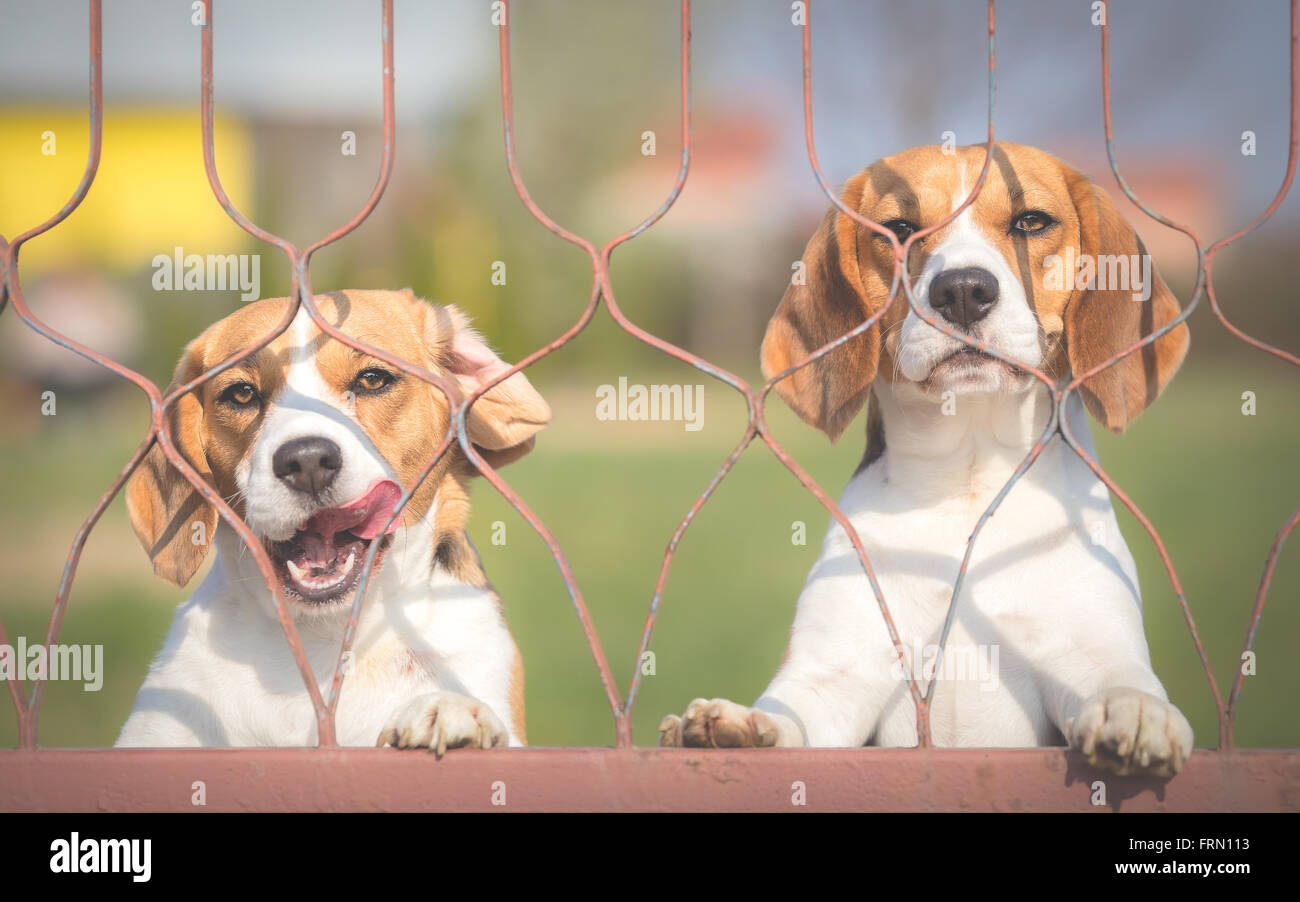 Dogs behind gate hi-res stock photography and images - Alamy
