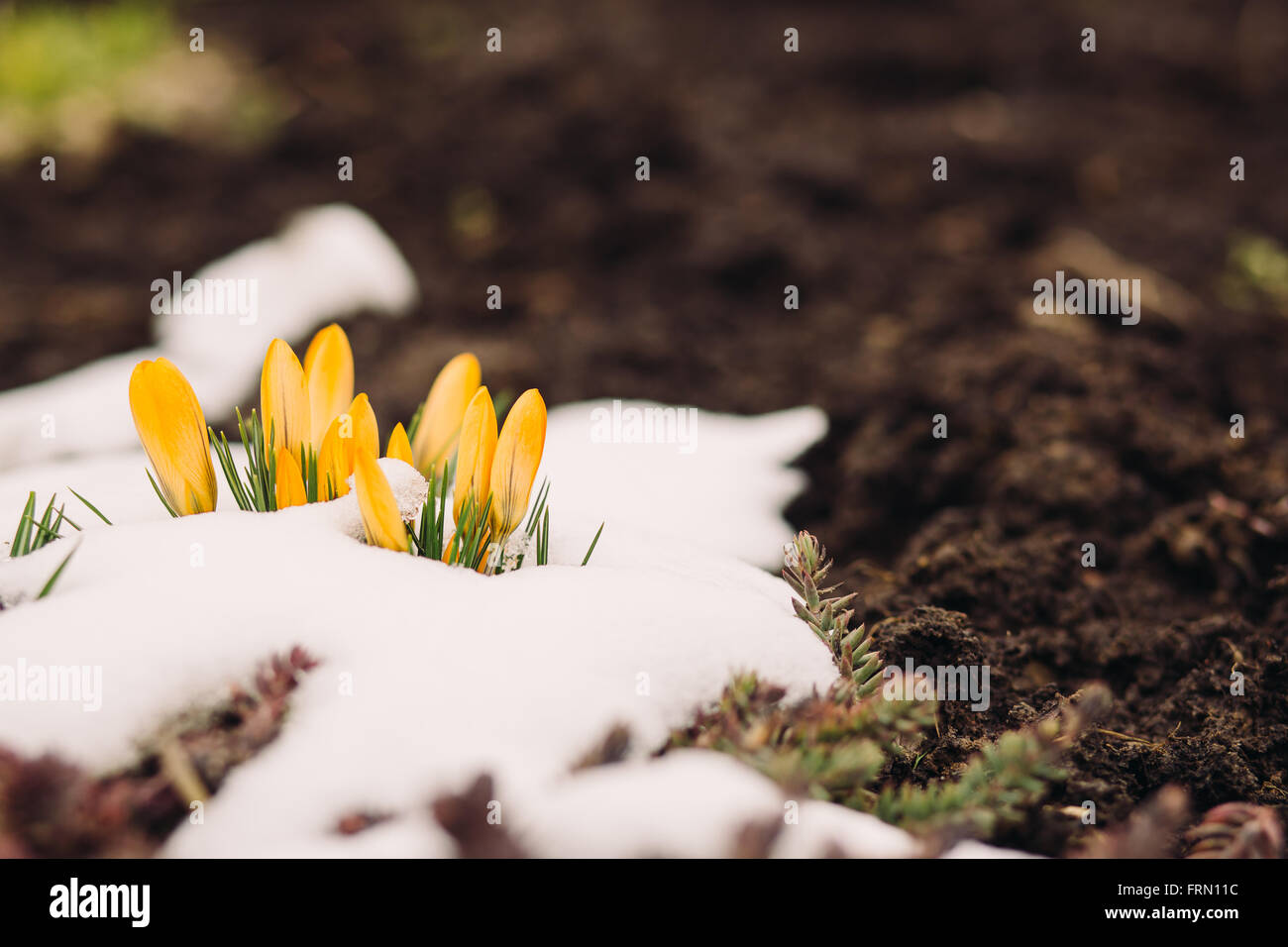 First spring flowers in snow with copy space Stock Photo - Alamy