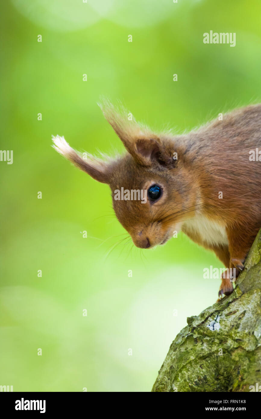 Male Red Squirrel Sciurus vulgaris sitting on the branch of a tree ...