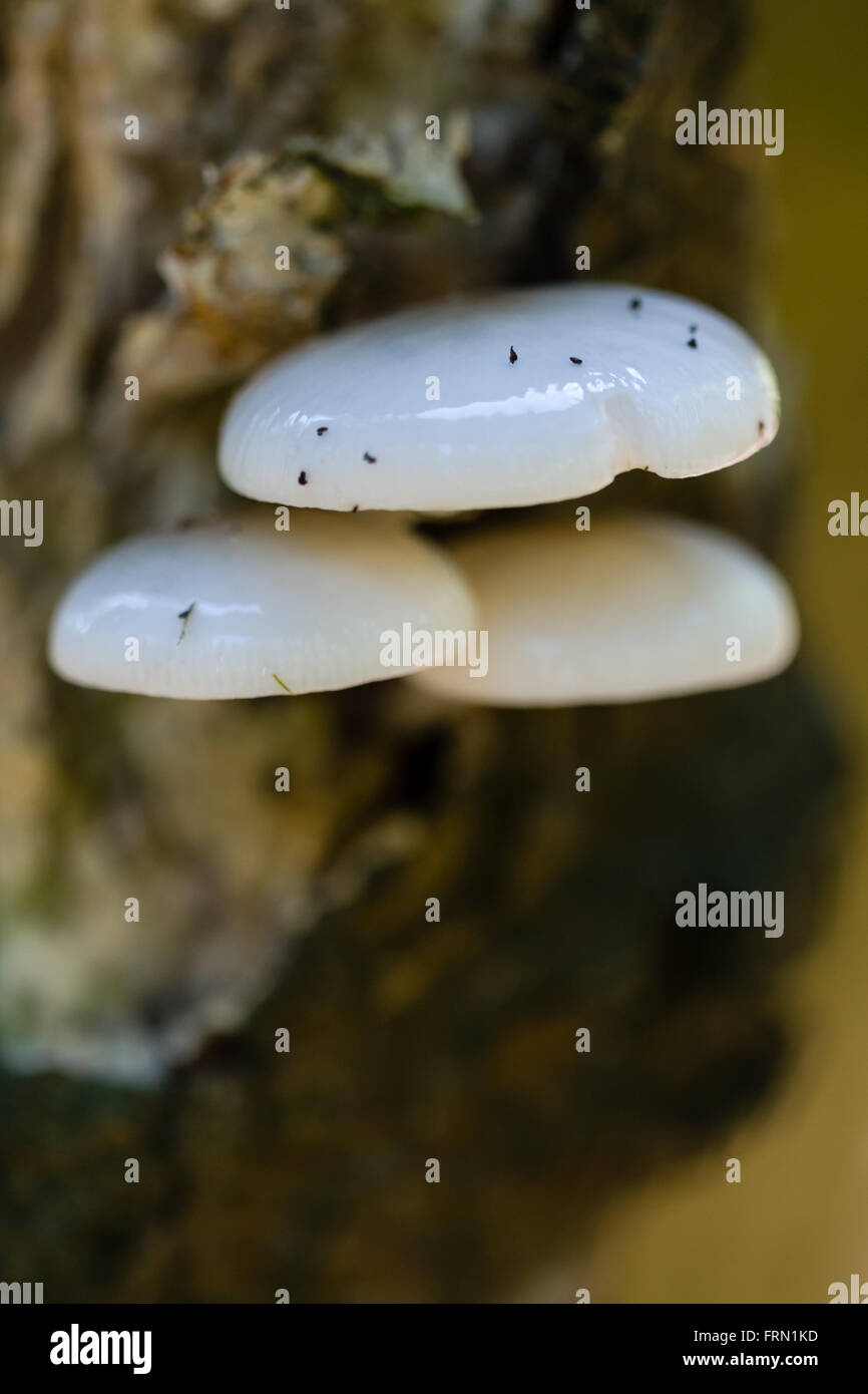 Porcelain fungus, Poached Egg Fungus, Slimy Beech cap Oudemansiella ...