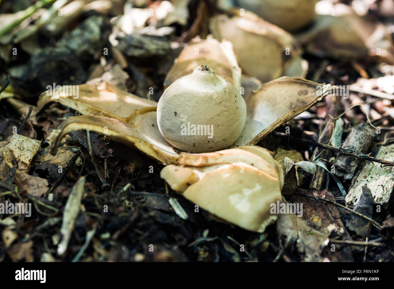 Earth star mushroom hi-res stock photography and images - Alamy