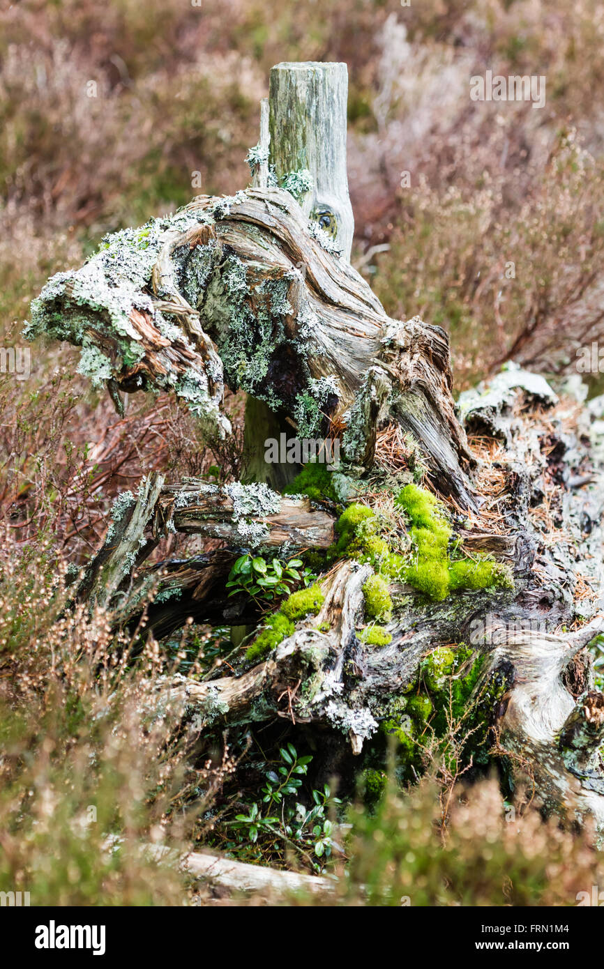 Uprooted dead tree hi-res stock photography and images - Alamy