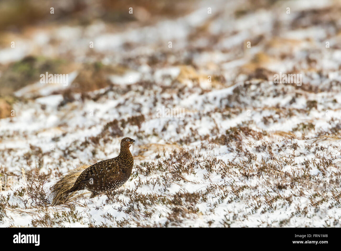 Female Red grouse Lagopus lagopus in the snow Stock Photo - Alamy