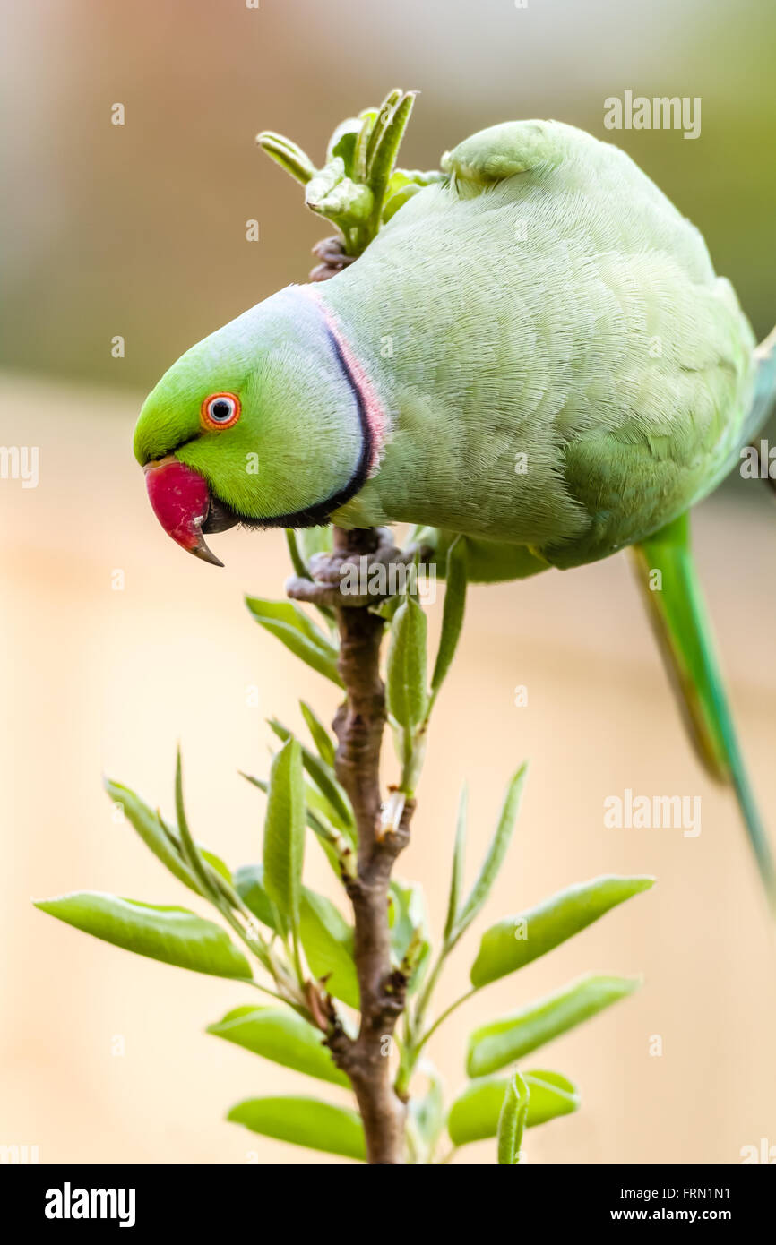 Ring neck parakeet uk hi-res stock photography and images - Alamy
