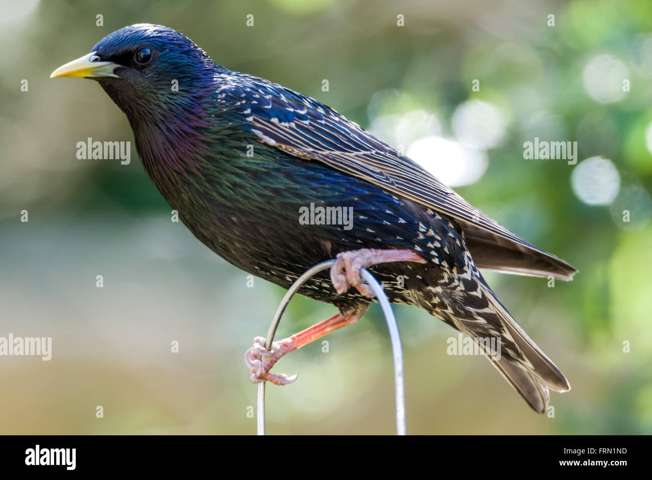England common starling hi-res stock photography and images - Alamy