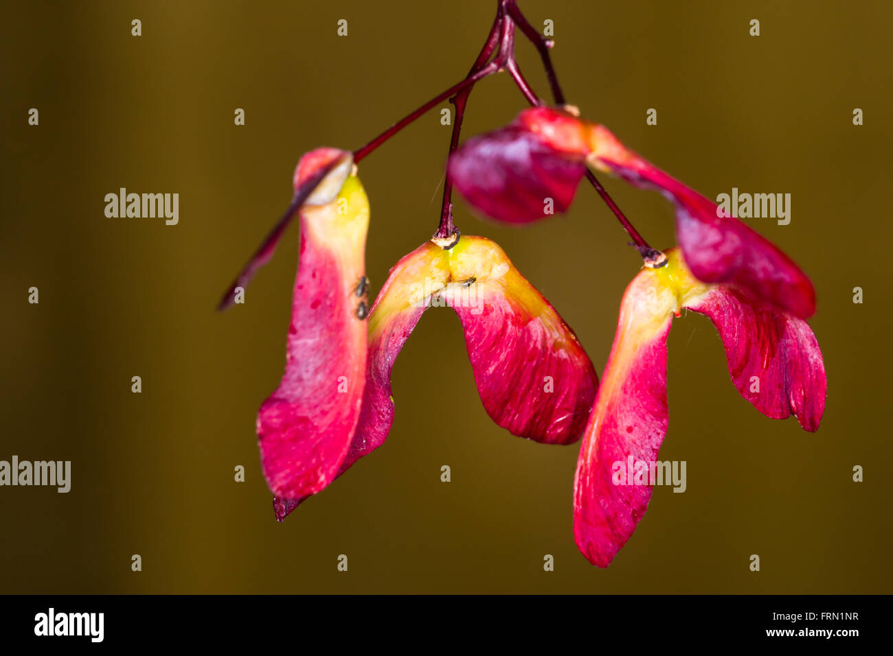 Japanese Maple Acer palmatum seeds Stock Photo - Alamy
