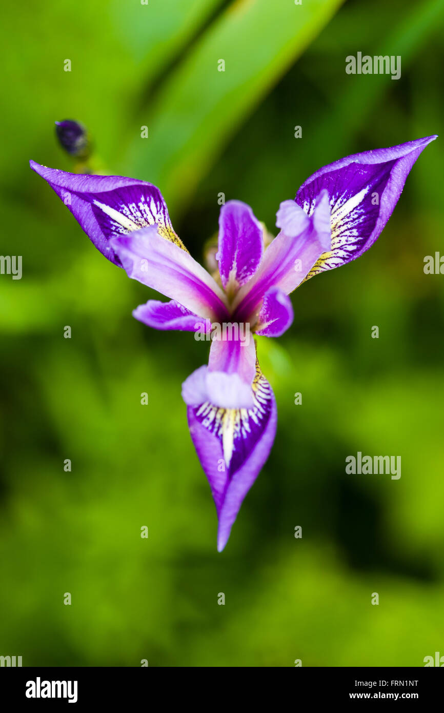 Purple Iris Iris versicolor flower Stock Photo - Alamy