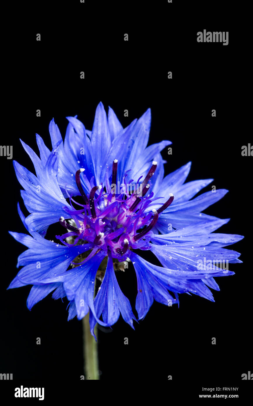 Blue Perennial Cornflower Centaurea montana flower photographed in ...