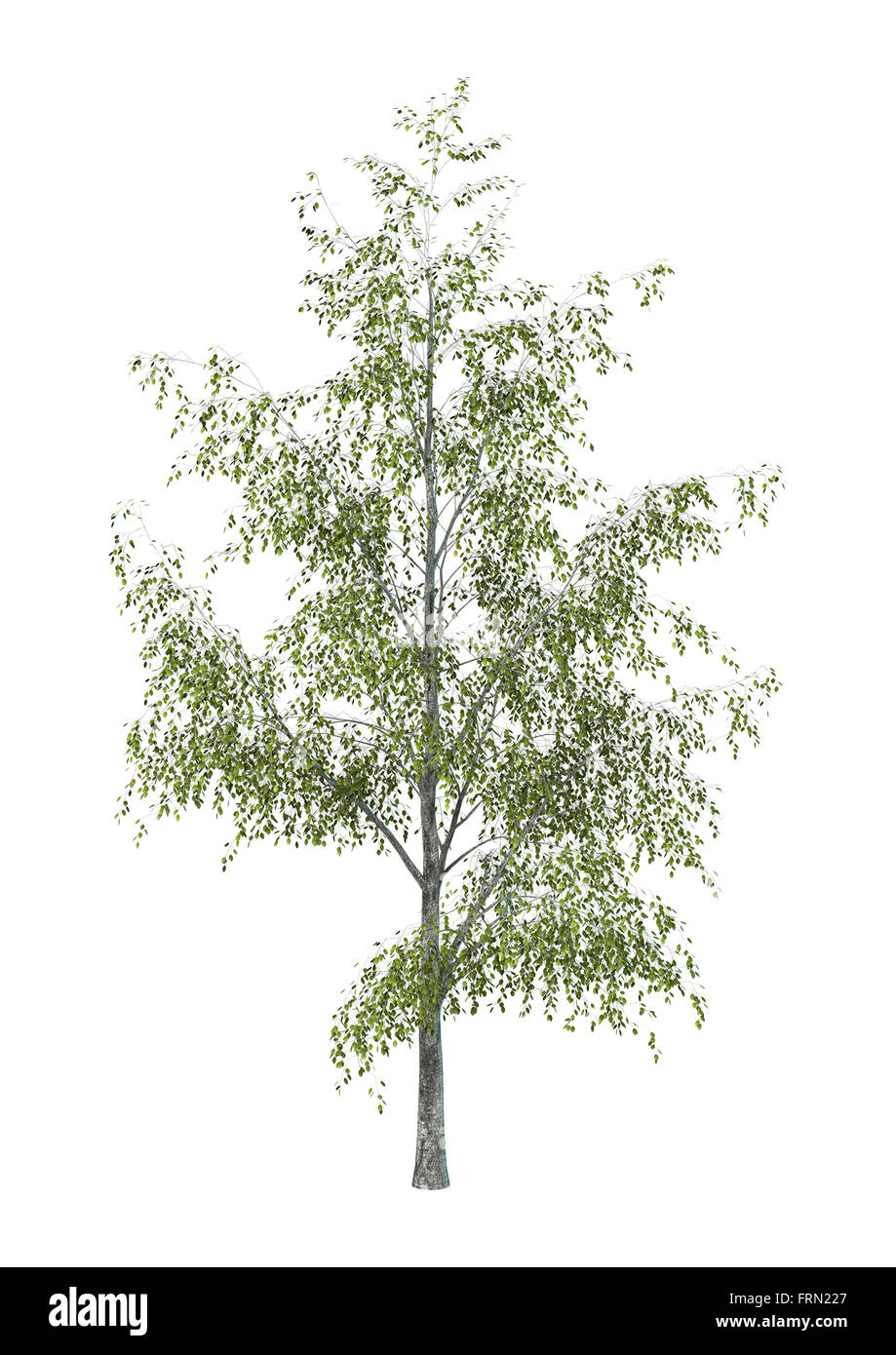 Digital render of a birch tree isolated on white background Stock Photo ...